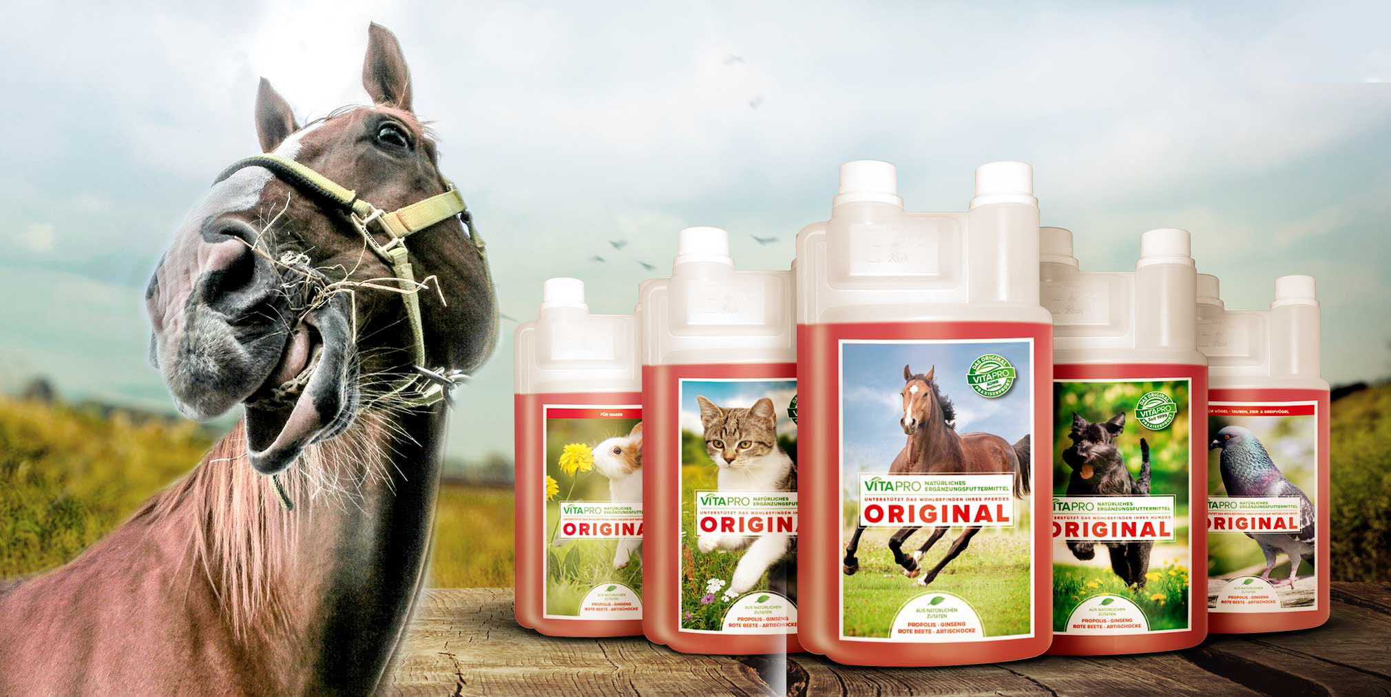 Behandlung Druse beim Pferd - lerne wie schnell & sicher handeln!